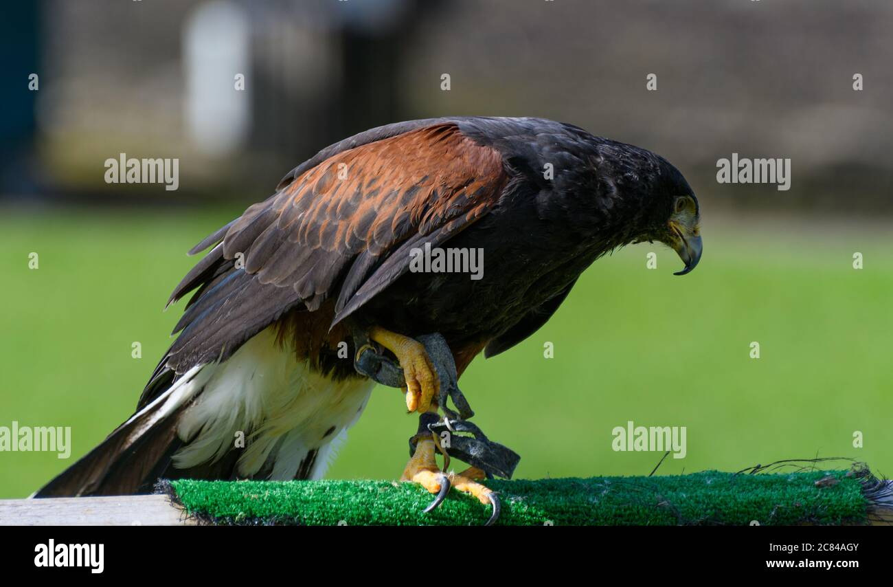 Harris hawk perching hi-res stock photography and images - Alamy