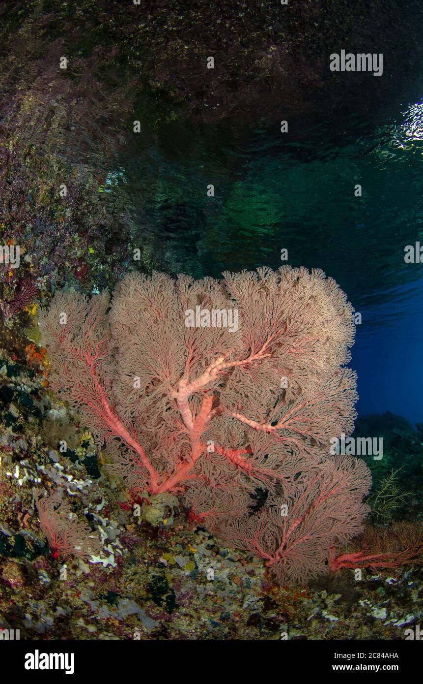 Beautiful vertical picture of a red coral under the water Stock Photo ...