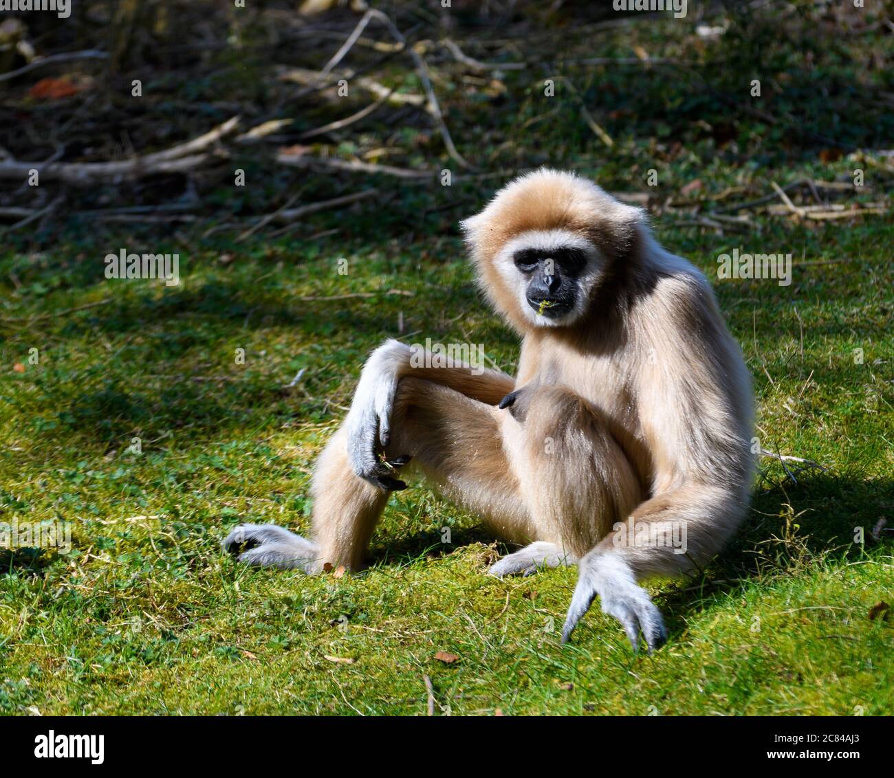 Lar gibbon eating hi-res stock photography and images - Alamy