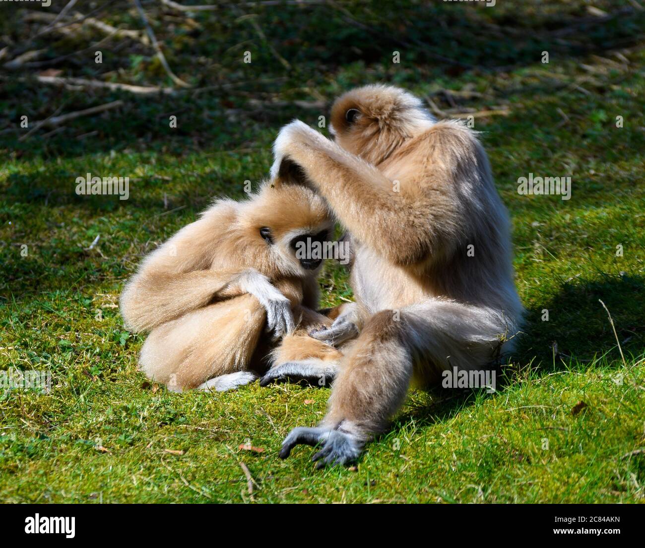 White handed gibbon with young hi-res stock photography and images - Alamy