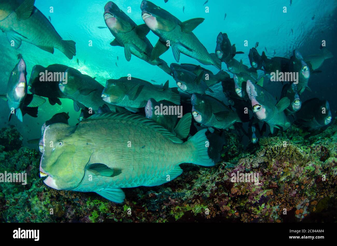 Atlantic Green Parrotfish