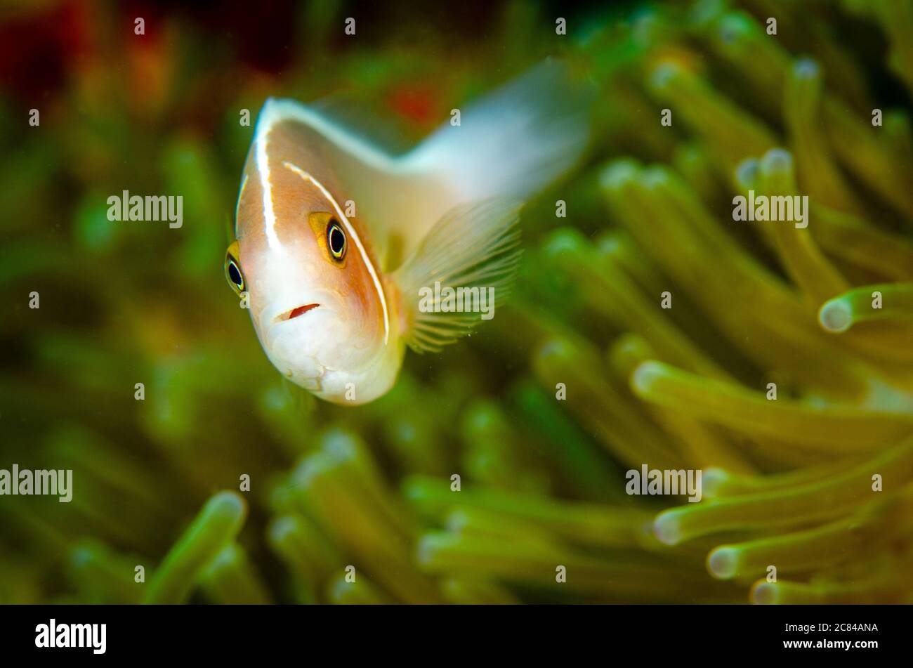 Closeup shot beautiful clownfish hi-res stock photography and images ...