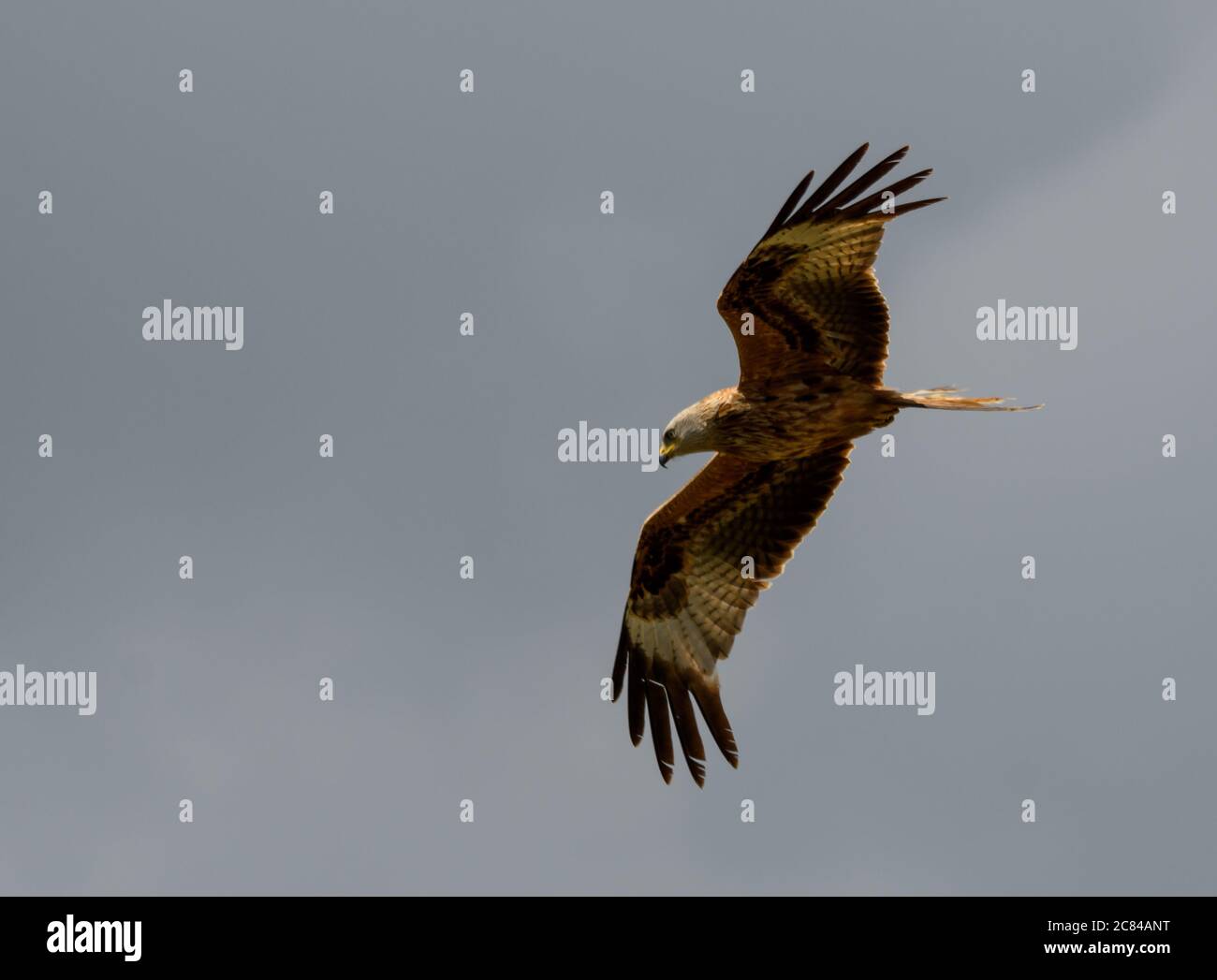 A red kite soaring through the skies above Reading Stock Photo - Alamy