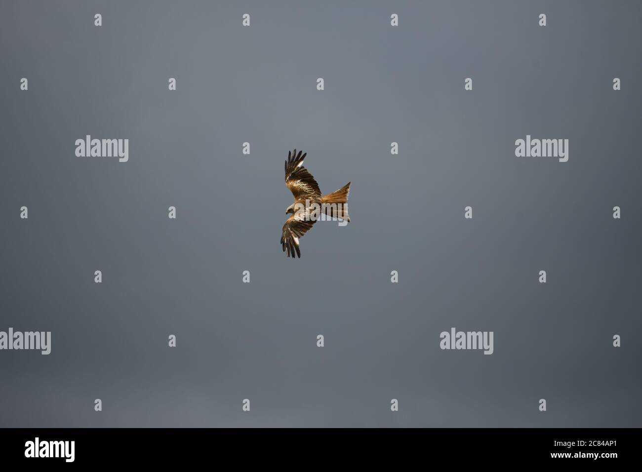 A red kite soaring through the skies above Reading Stock Photo - Alamy