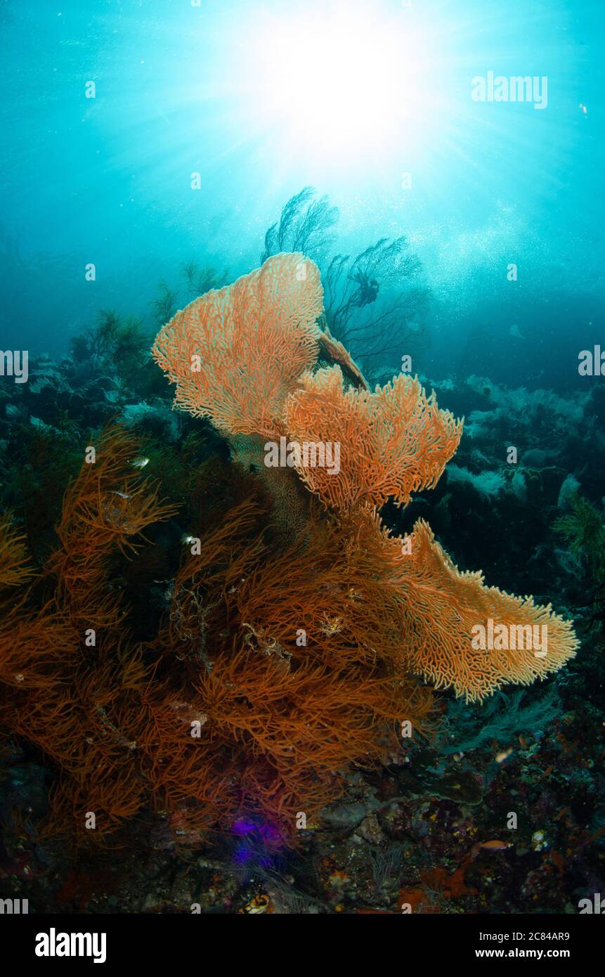 Vertical shot of beautiful underwater scenery near a colorful coral ...