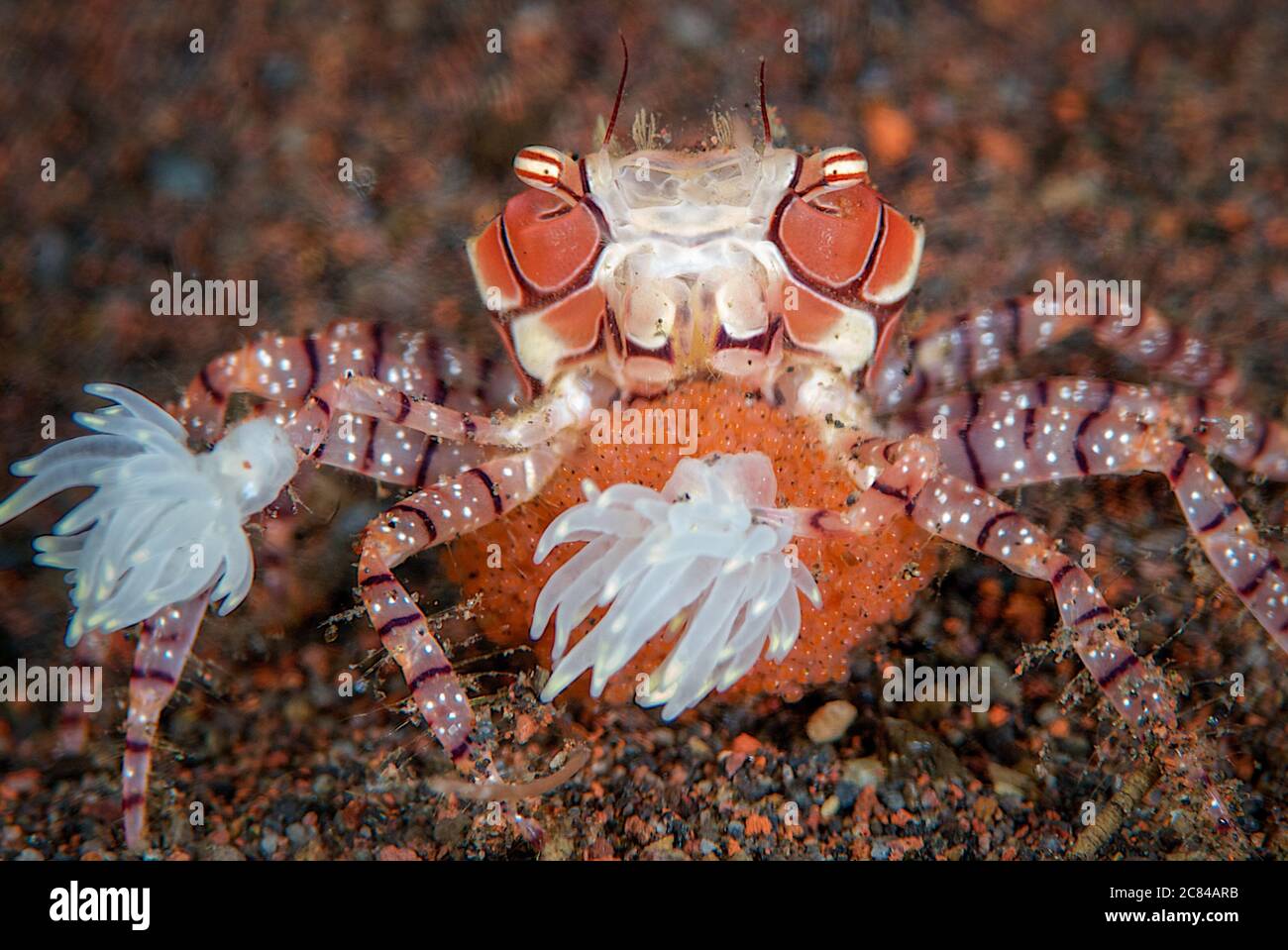 Boxer amazing hi-res stock photography and images - Alamy