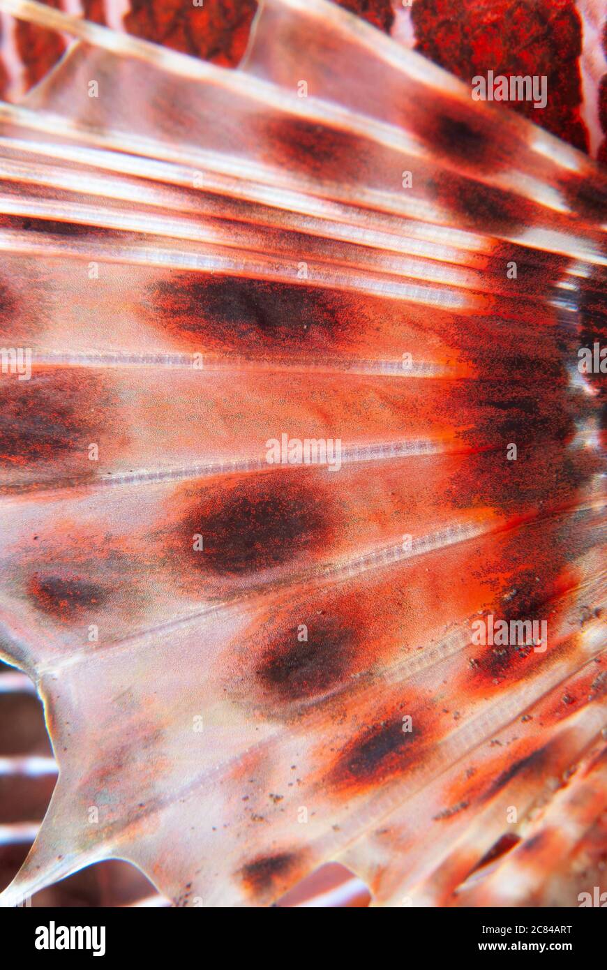 Vertical macro shot of a tropical fish skin texture - perfect for ...