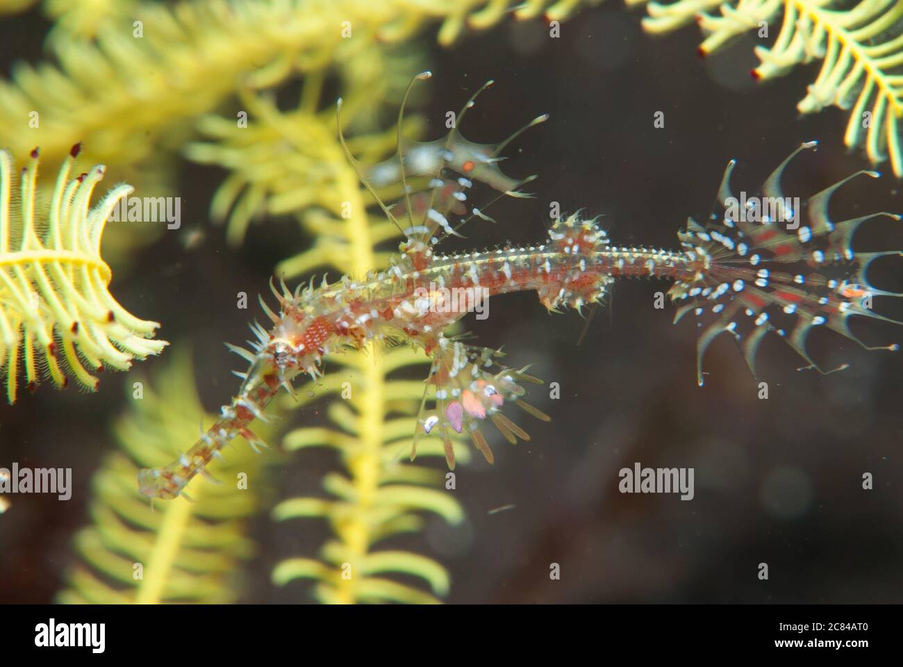 Ghost pipe fish hi-res stock photography and images - Alamy