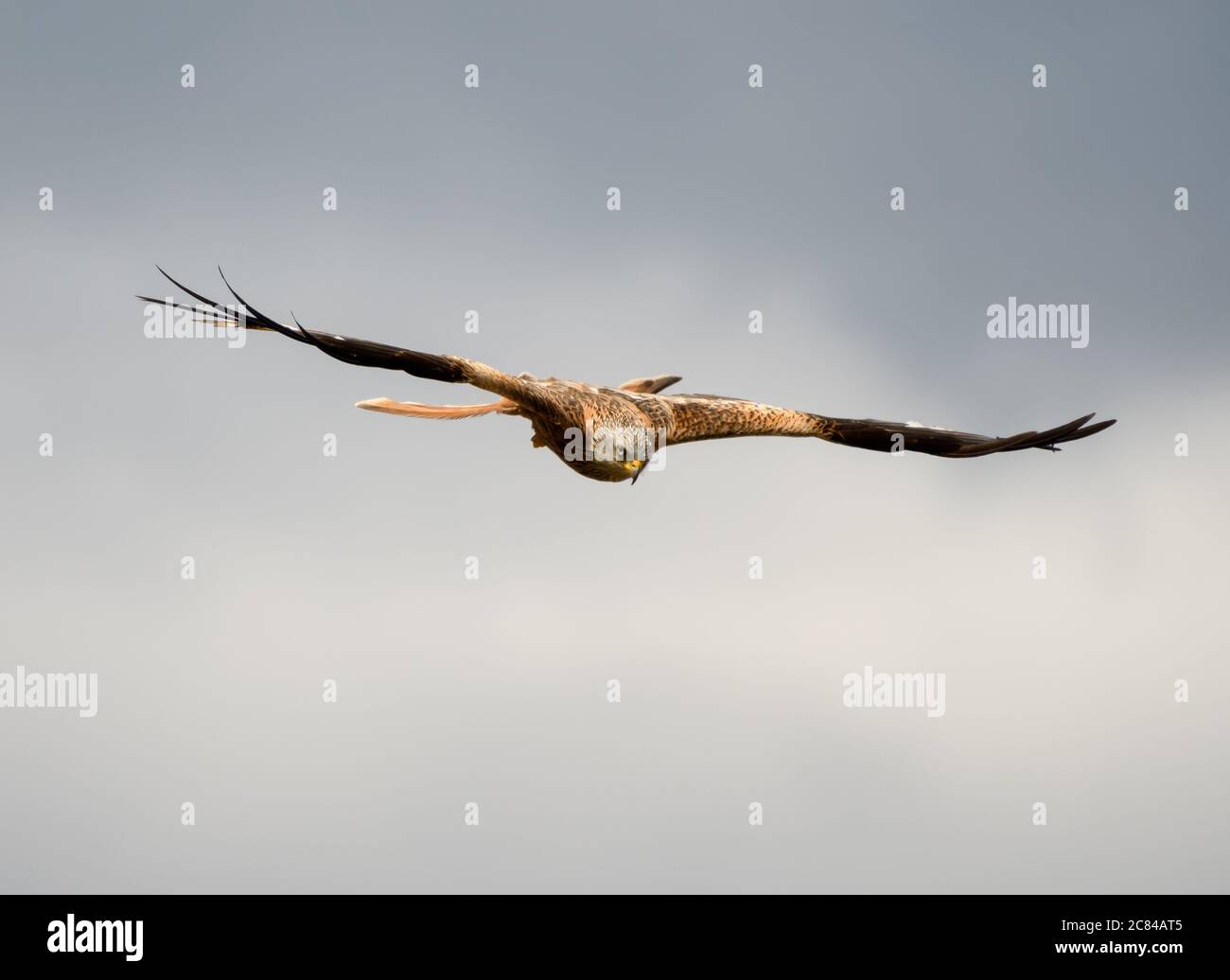 A red kite soaring through the skies above Reading Stock Photo - Alamy