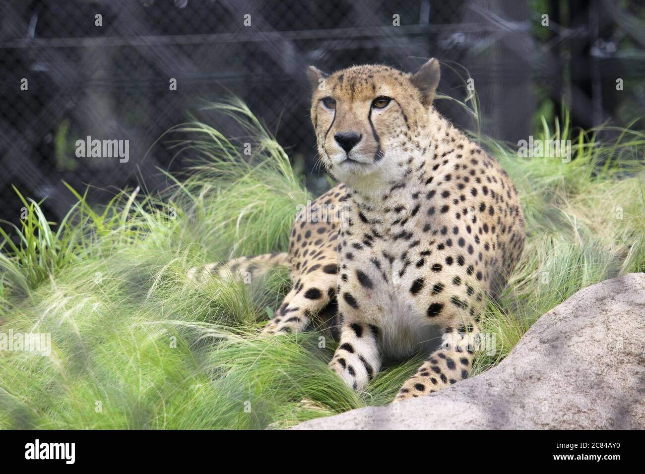A new section dedicated to cheetahs opens at Chiba Zoological Park in ...