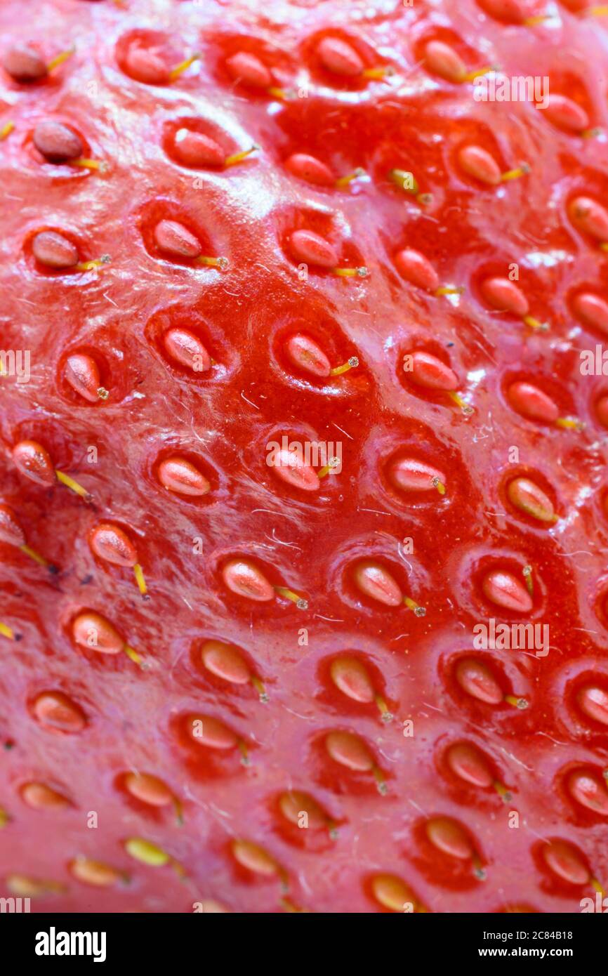 A macro photograph showing the seeds on the surface of a strawberry ...