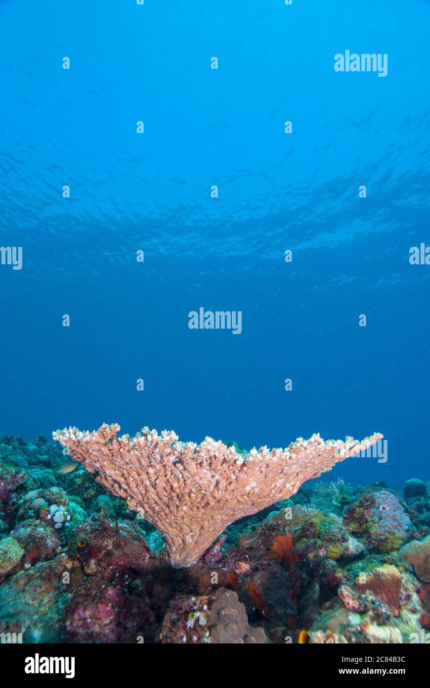 Beautiful vertical shot of a red coral under the water - perfect for ...