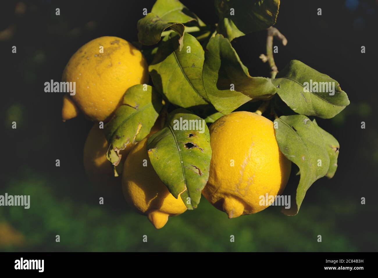 Lemon grove spain hi-res stock photography and images - Alamy