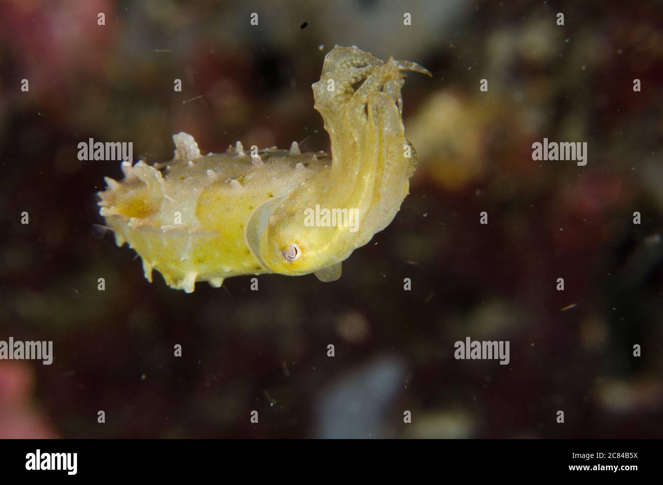 Macro shot of a Juvenile Cuttlefish under the water Stock Photo - Alamy