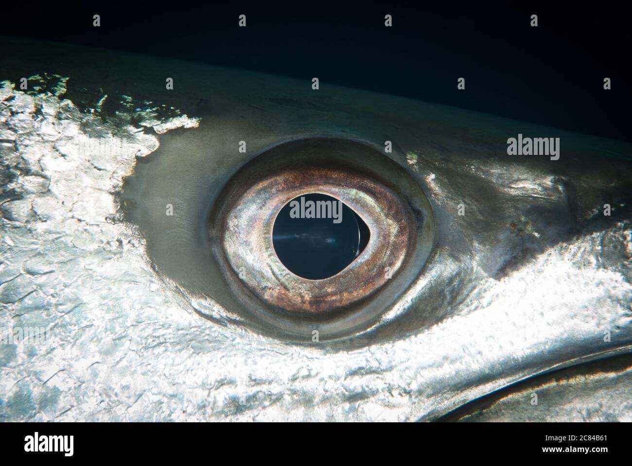 Macro shot of an eye of a Barracuda fish under the water Stock Photo ...