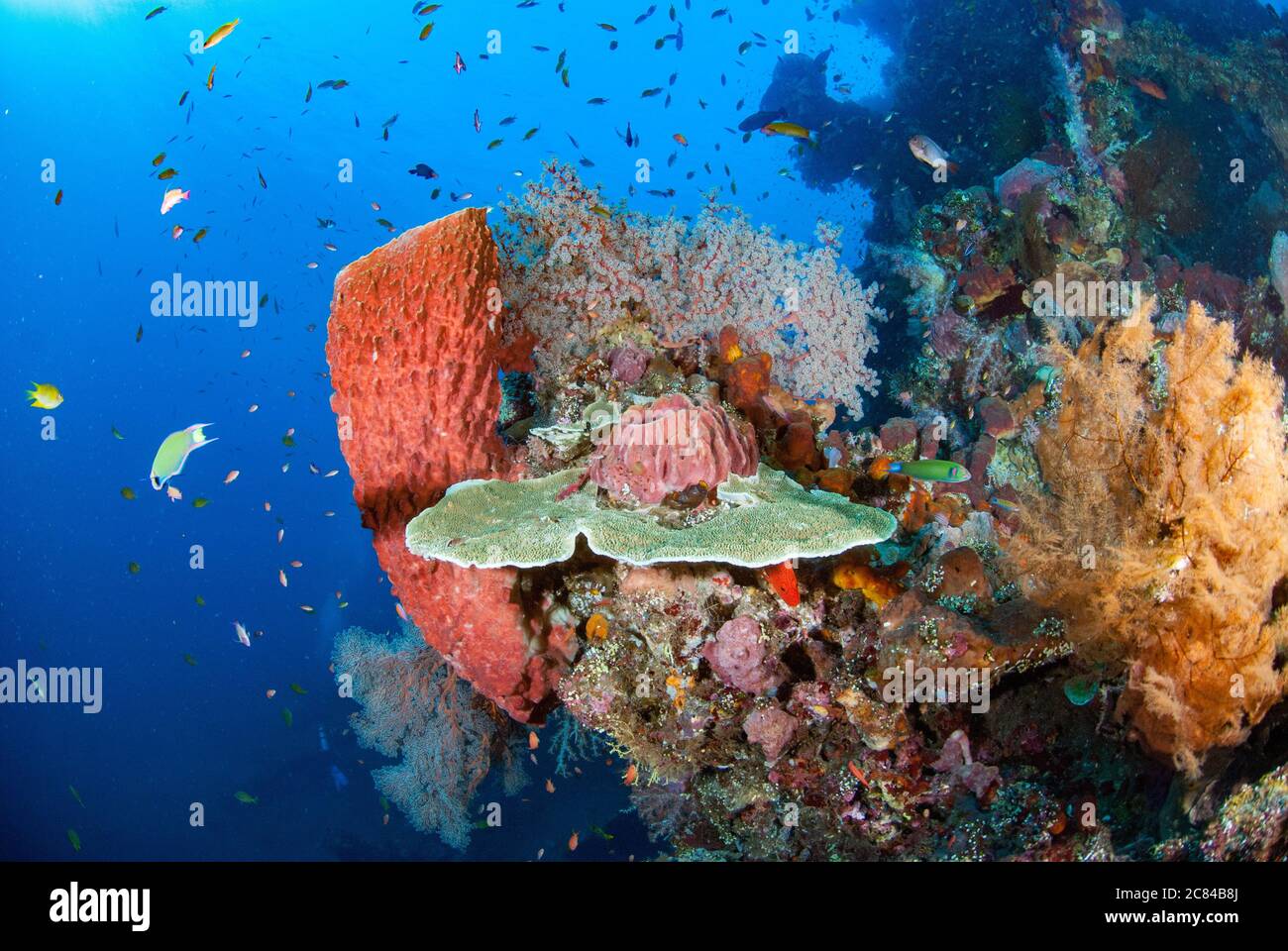 Colorful Coral Reefs Wallpaper