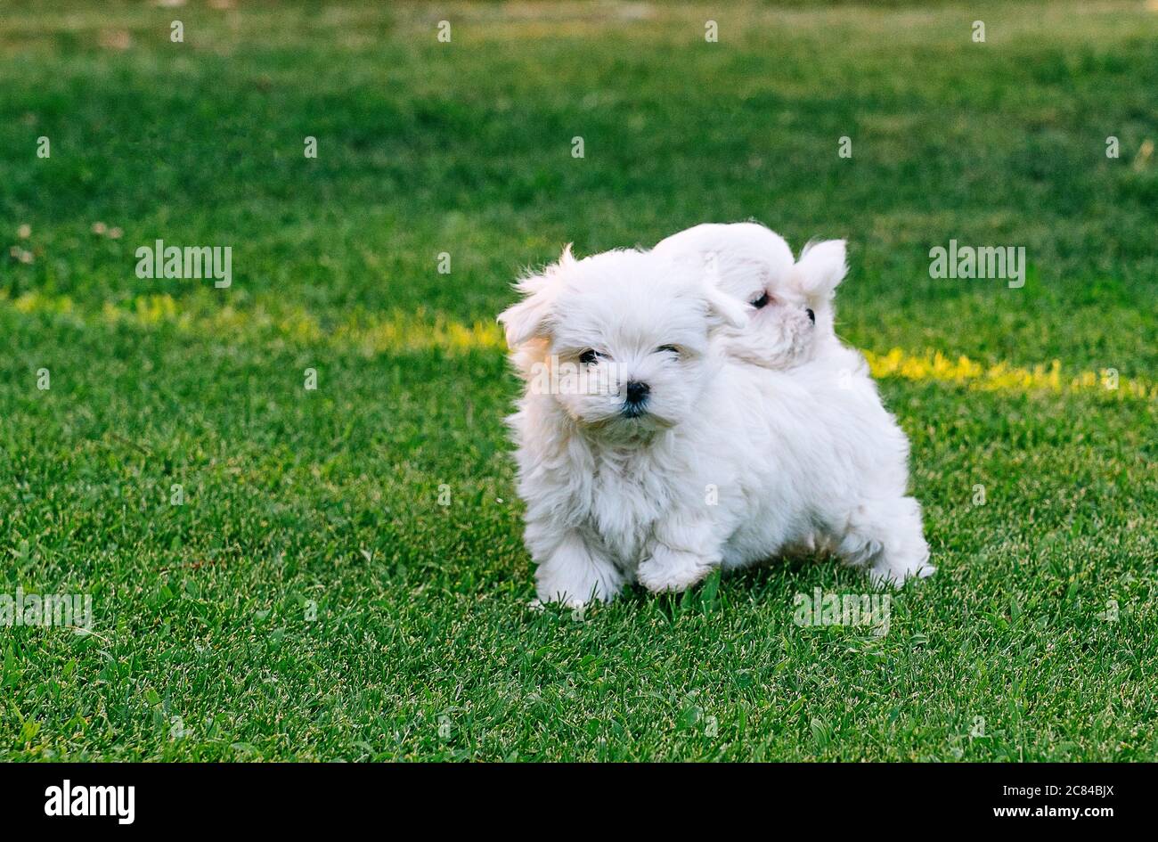 A couple of maltese bichon puppies playing in the grass Stock Photo - Alamy