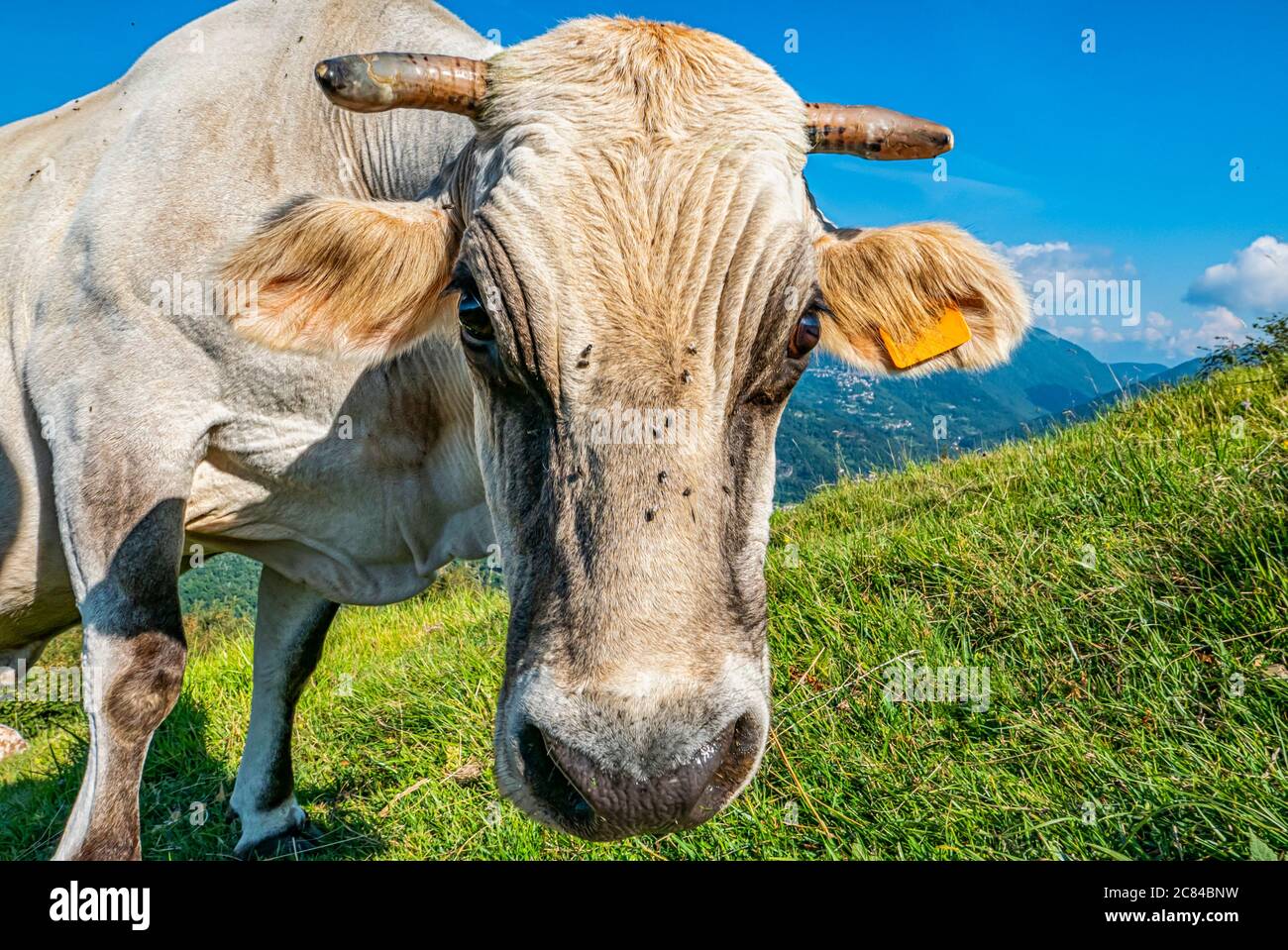 Close-up of a cow head Stock Photo - Alamy