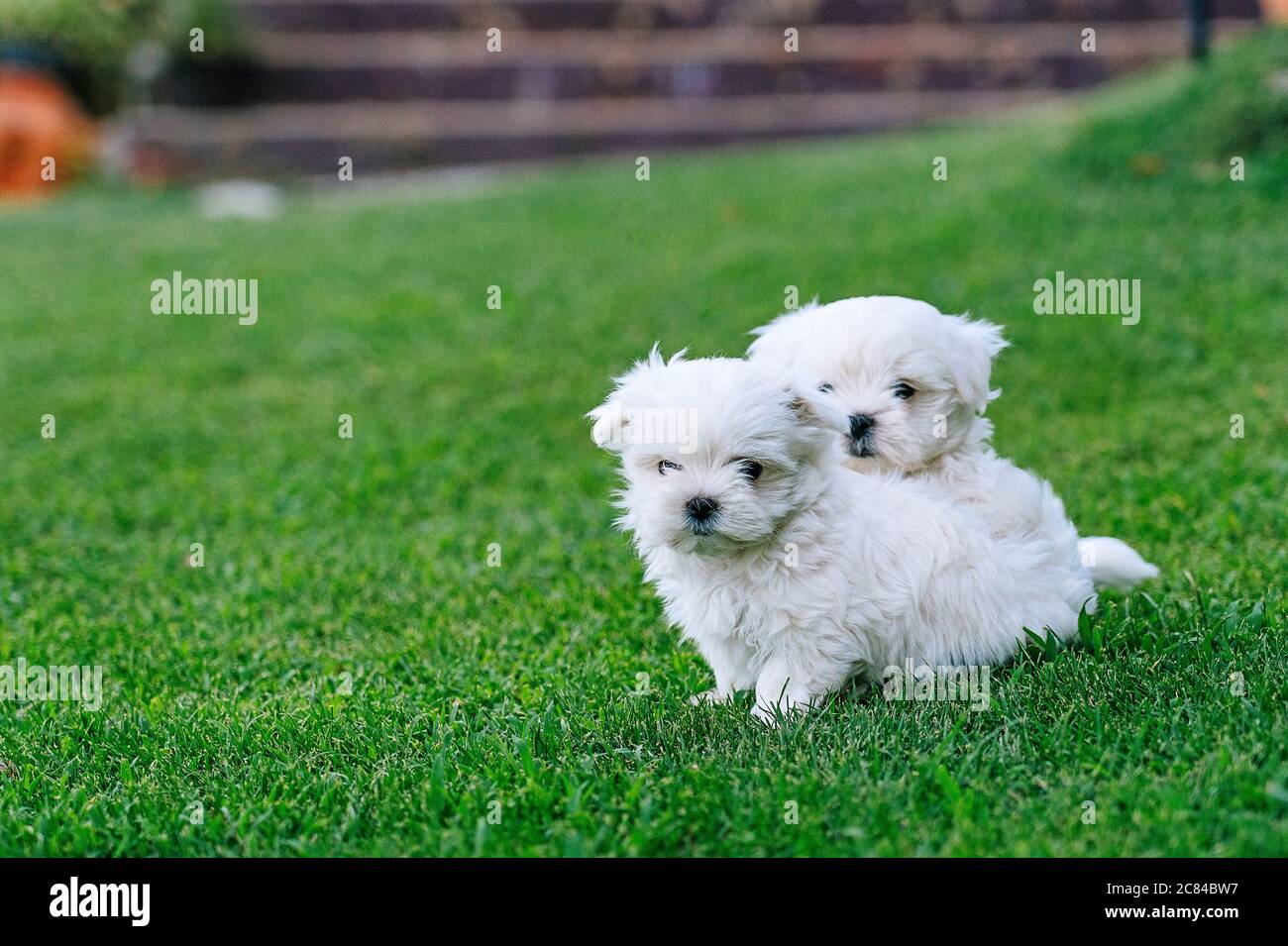 Bichon face hi-res stock photography and images - Alamy