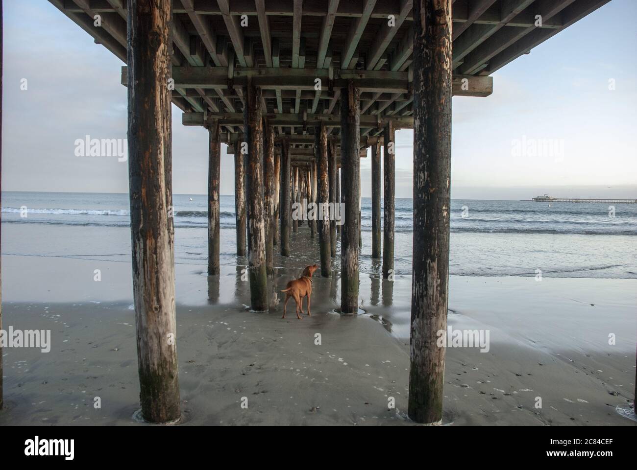 Landscape shot of a cute dog walking around the beach under a bridge ...