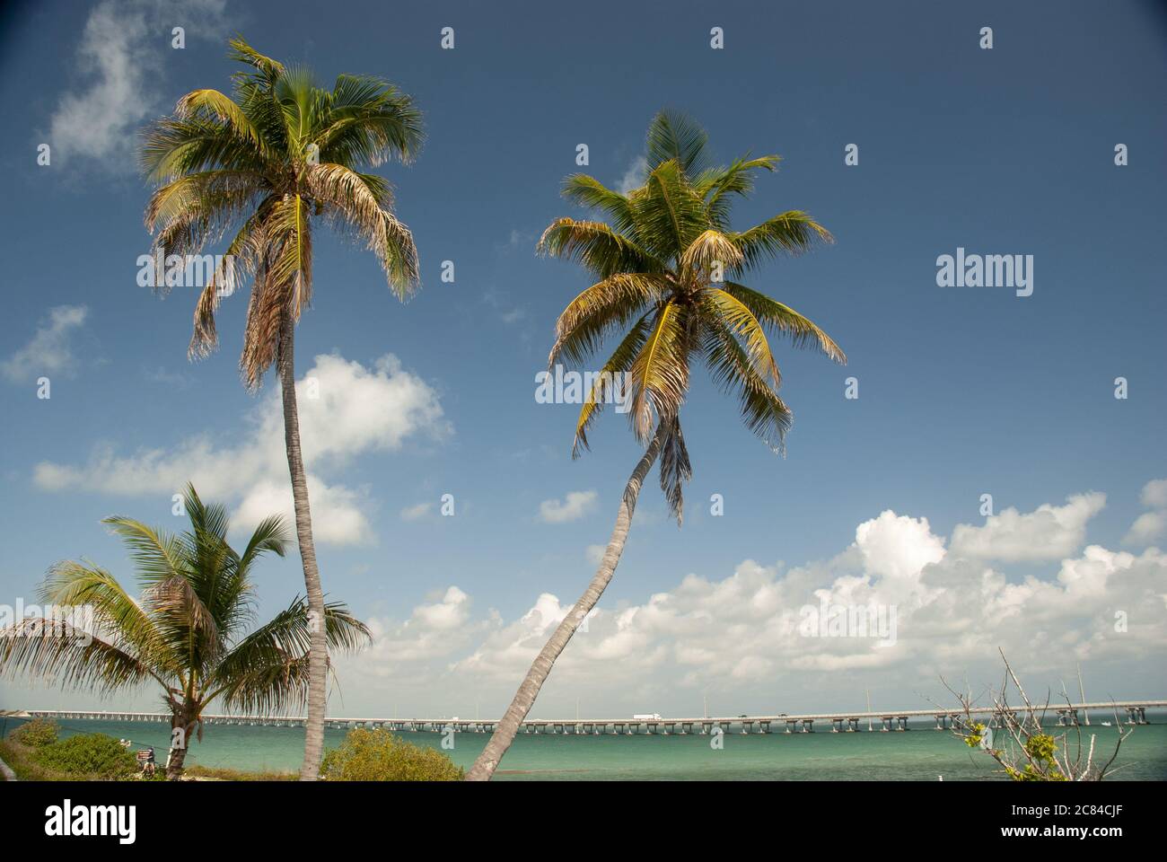 Beautiful view of coconut palm trees with a bridge at the back Stock ...