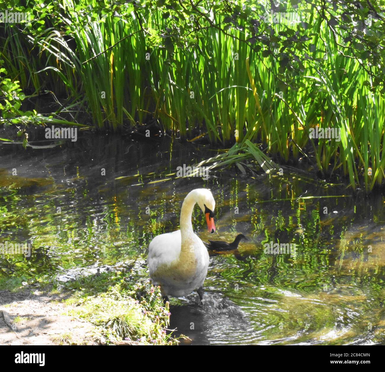 Scottish wildlife white swan hi-res stock photography and images - Alamy