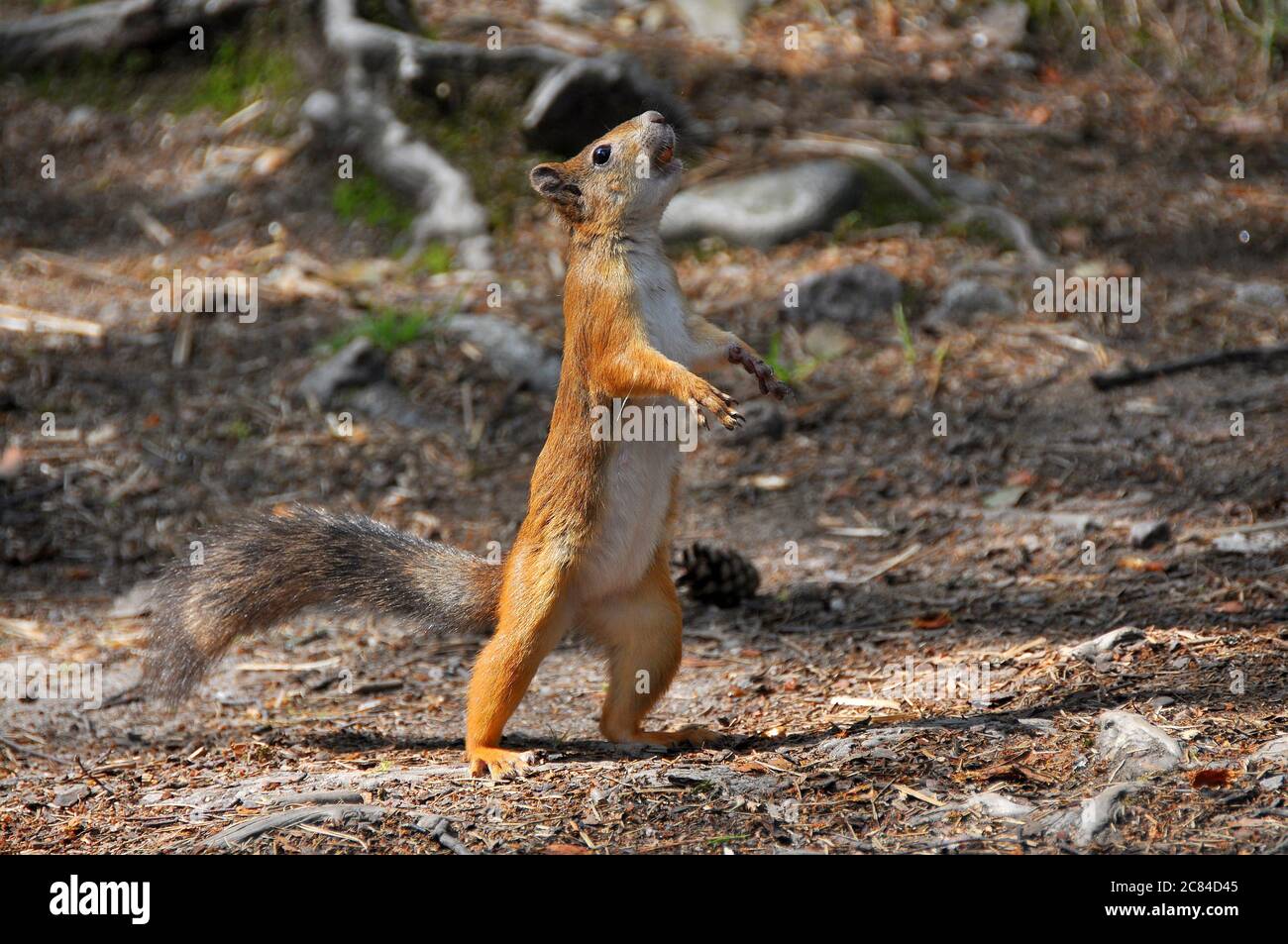 Curious little brown squirrel standing upright Stock Photo - Alamy
