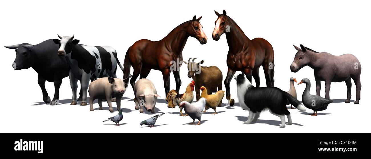 a group of different farm animals - isolated on white background Stock ...
