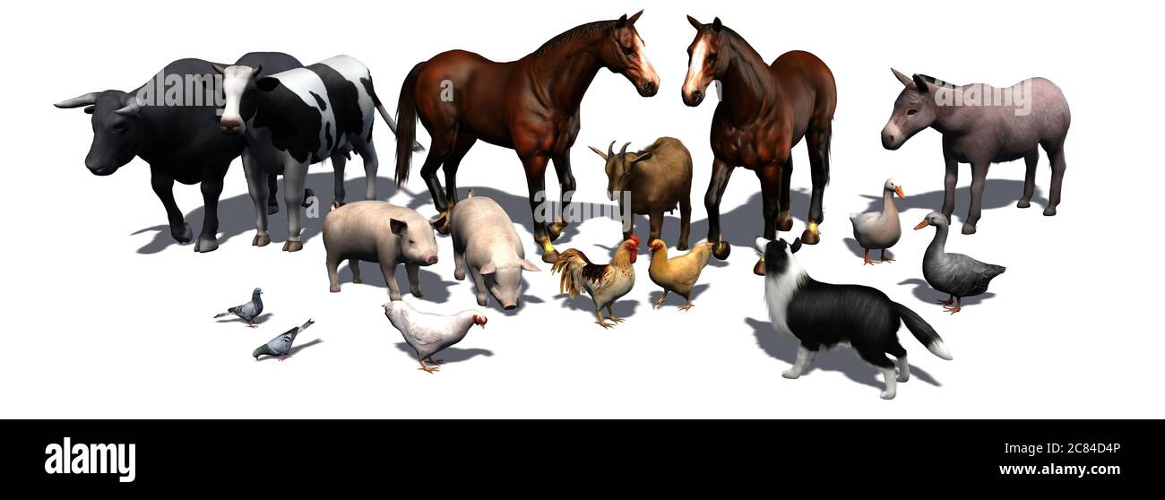 a group of different farm animals - isolated on white background Stock ...