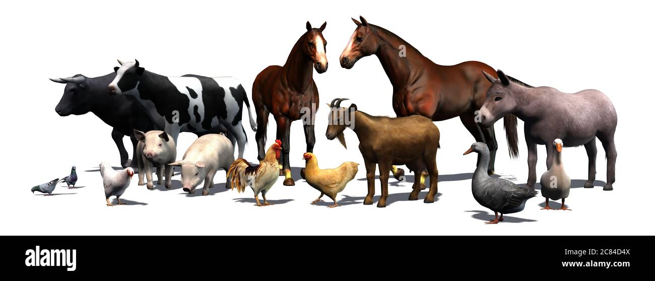 a group of different farm animals - isolated on white background Stock ...