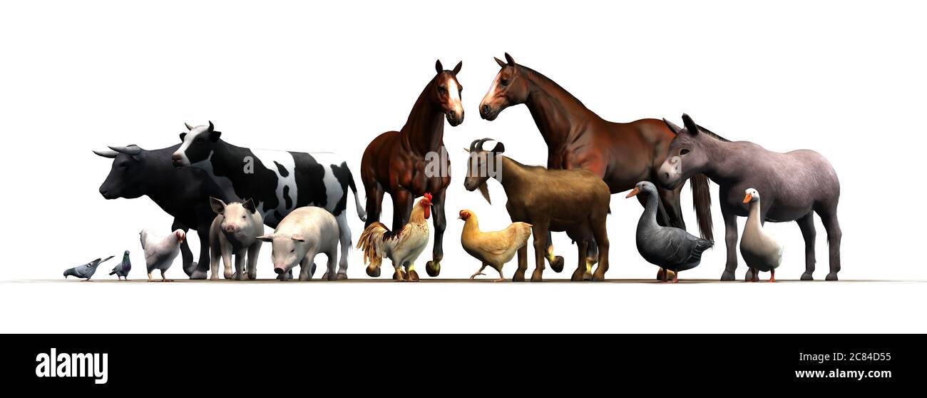 a group of different farm animals - isolated on white background Stock ...