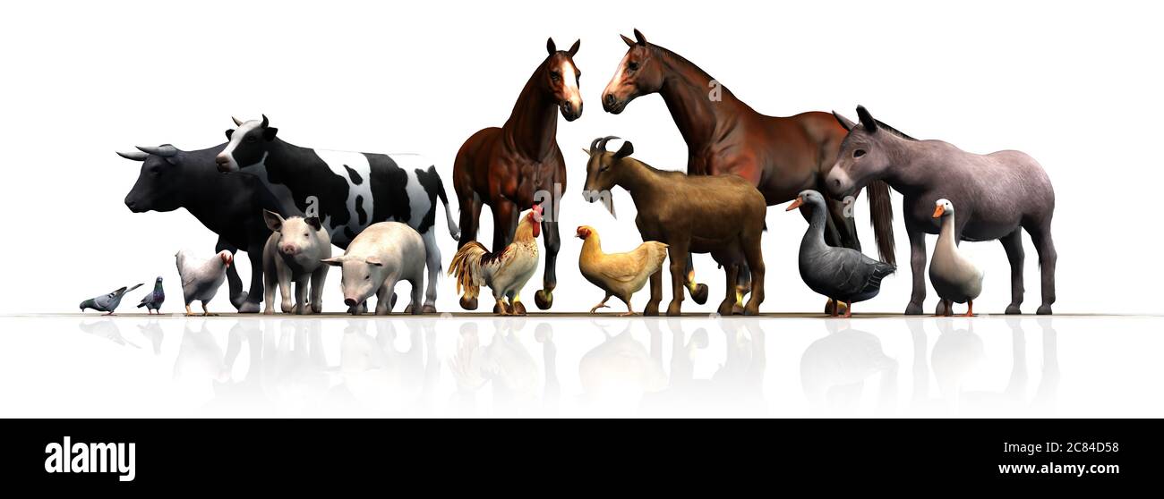 a group of different farm animals - isolated on white background Stock ...