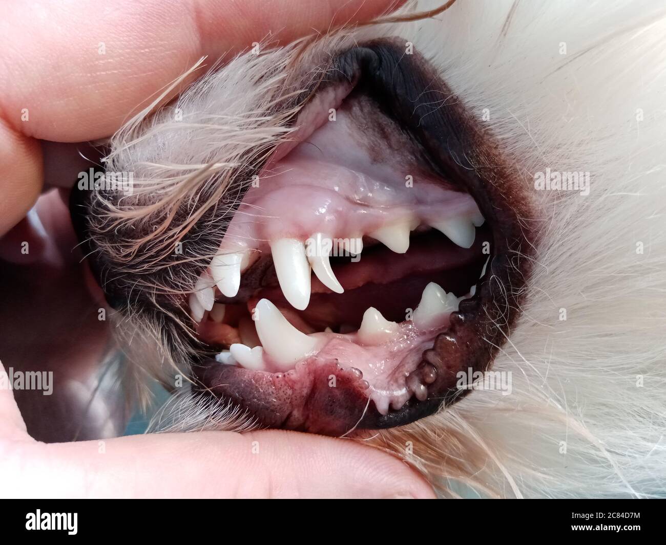 close-up photo of a dog with Persistent Deciduous Tooth Stock Photo - Alamy