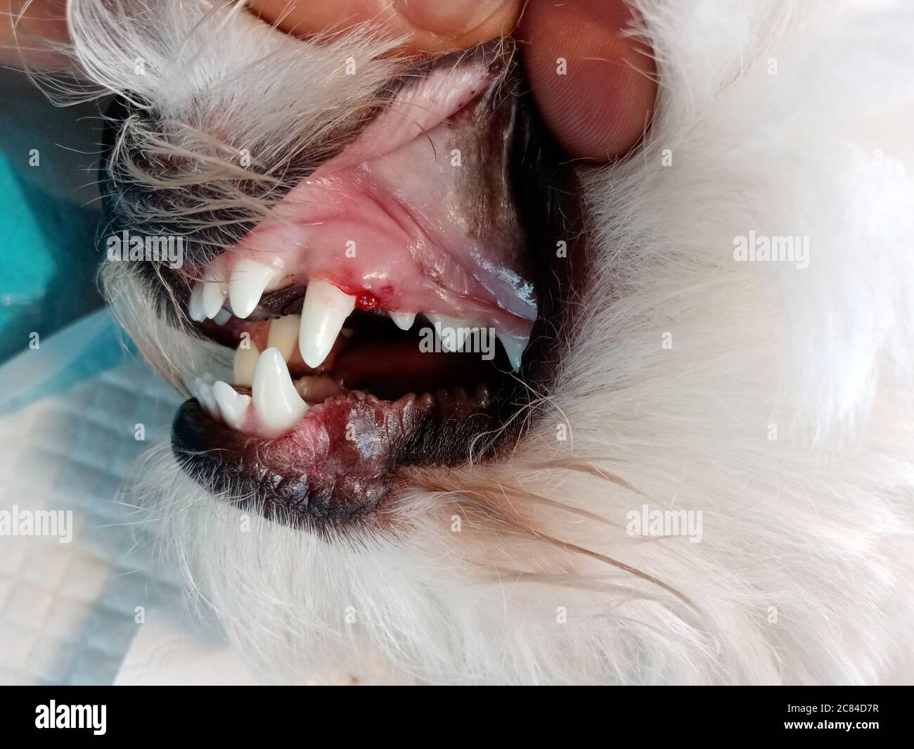 Deciduous teeth hi-res stock photography and images - Alamy