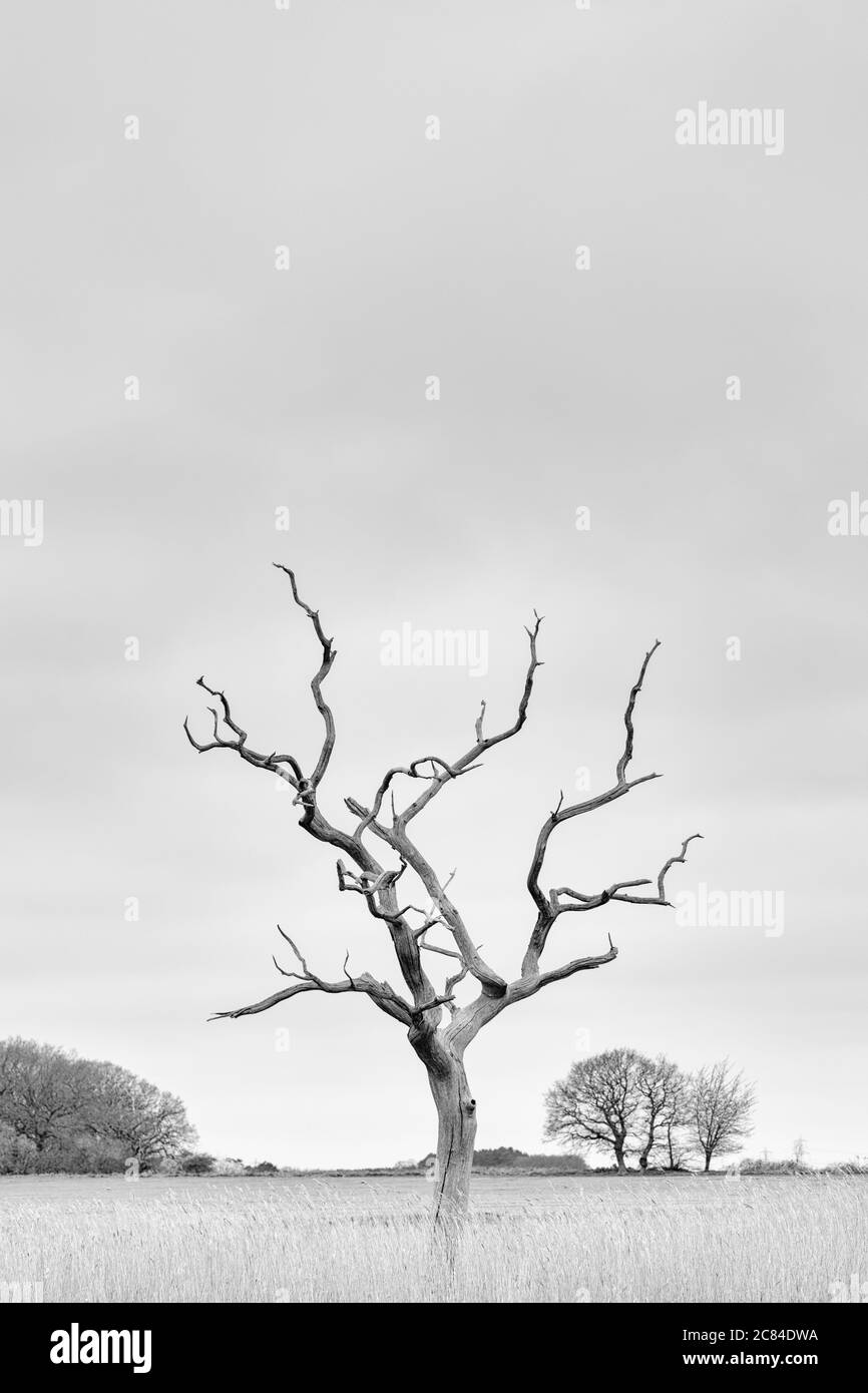 Dotted trees hi-res stock photography and images - Alamy