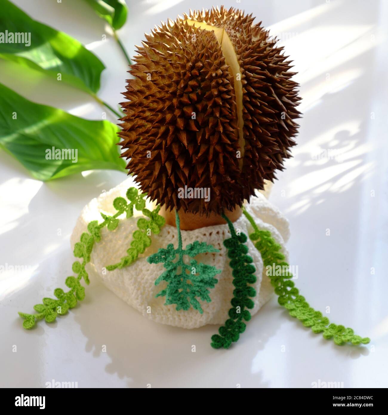 Durian flower hi-res stock photography and images - Alamy