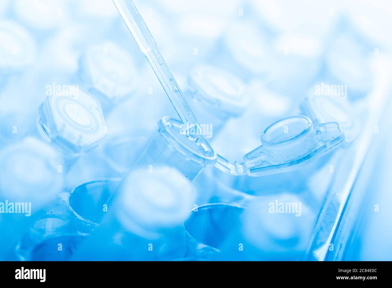 microbiological pipette in the genetic laboratory. study of a virus or ...