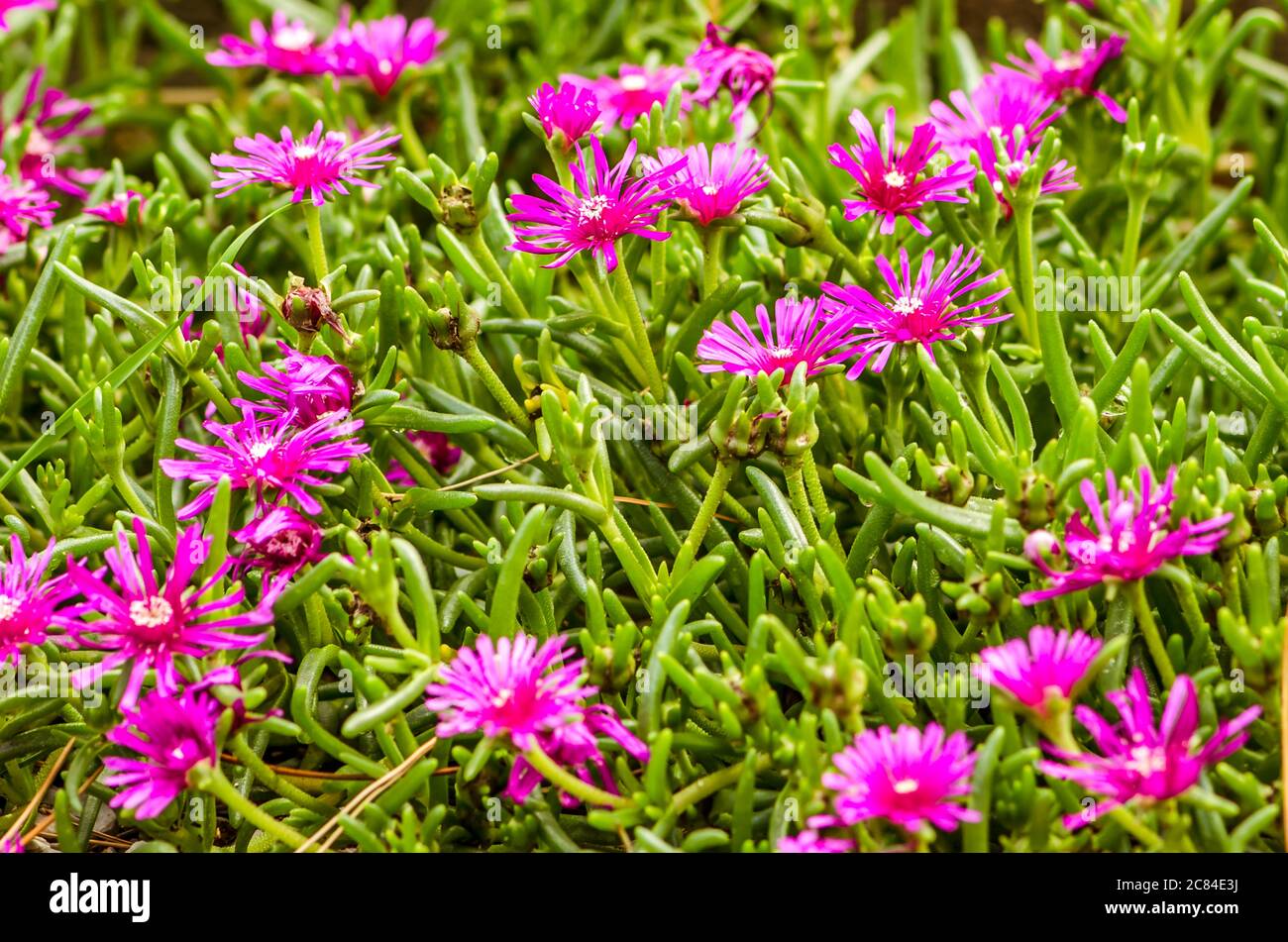 pink delosperma flower against green background Stock Photo - Alamy