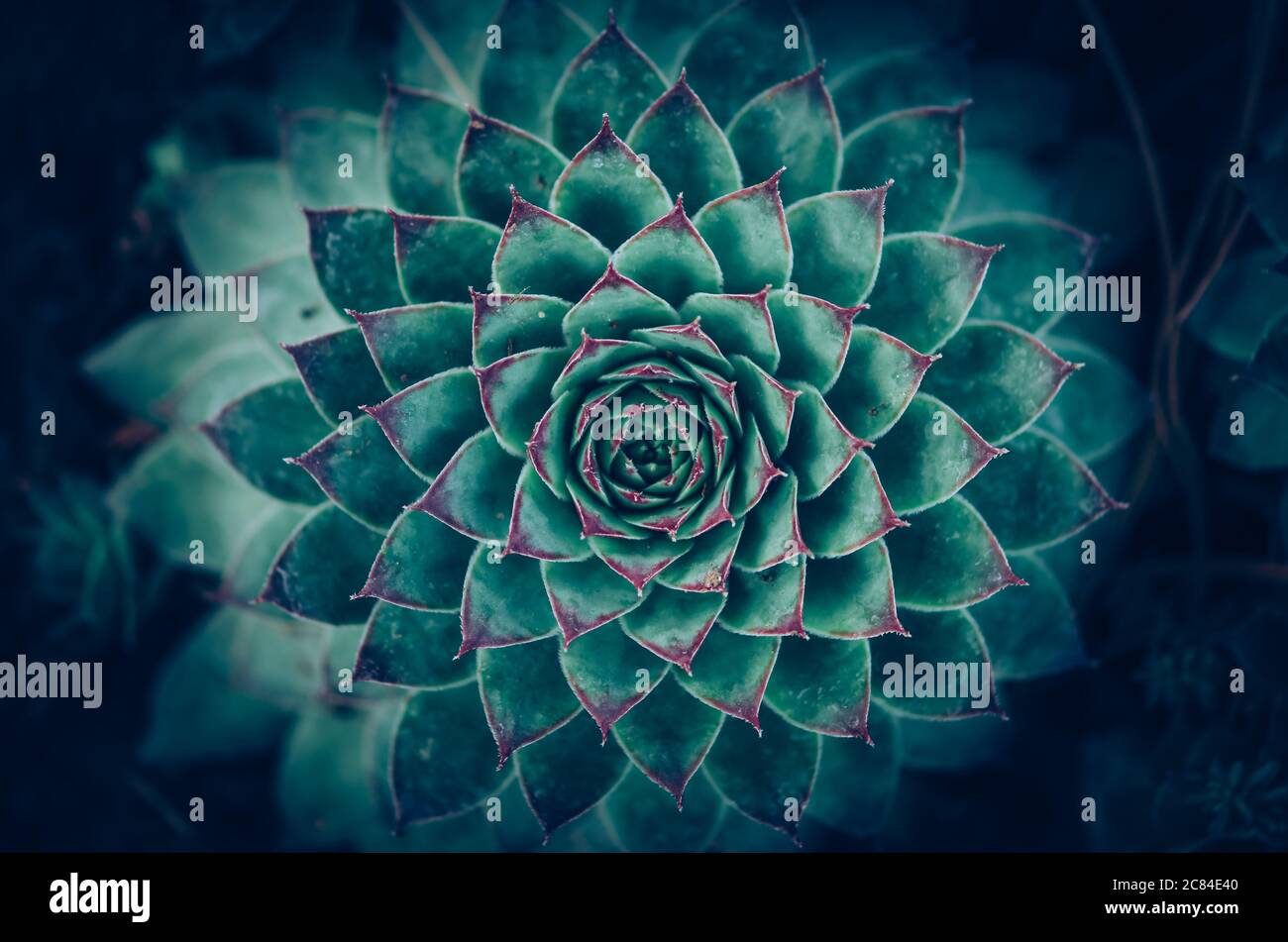 Green rose succulent hi-res stock photography and images - Alamy