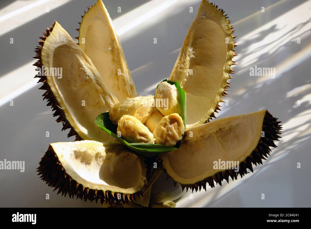 Funny idea concept, amazing food flower pot from durian fruit blooming ...