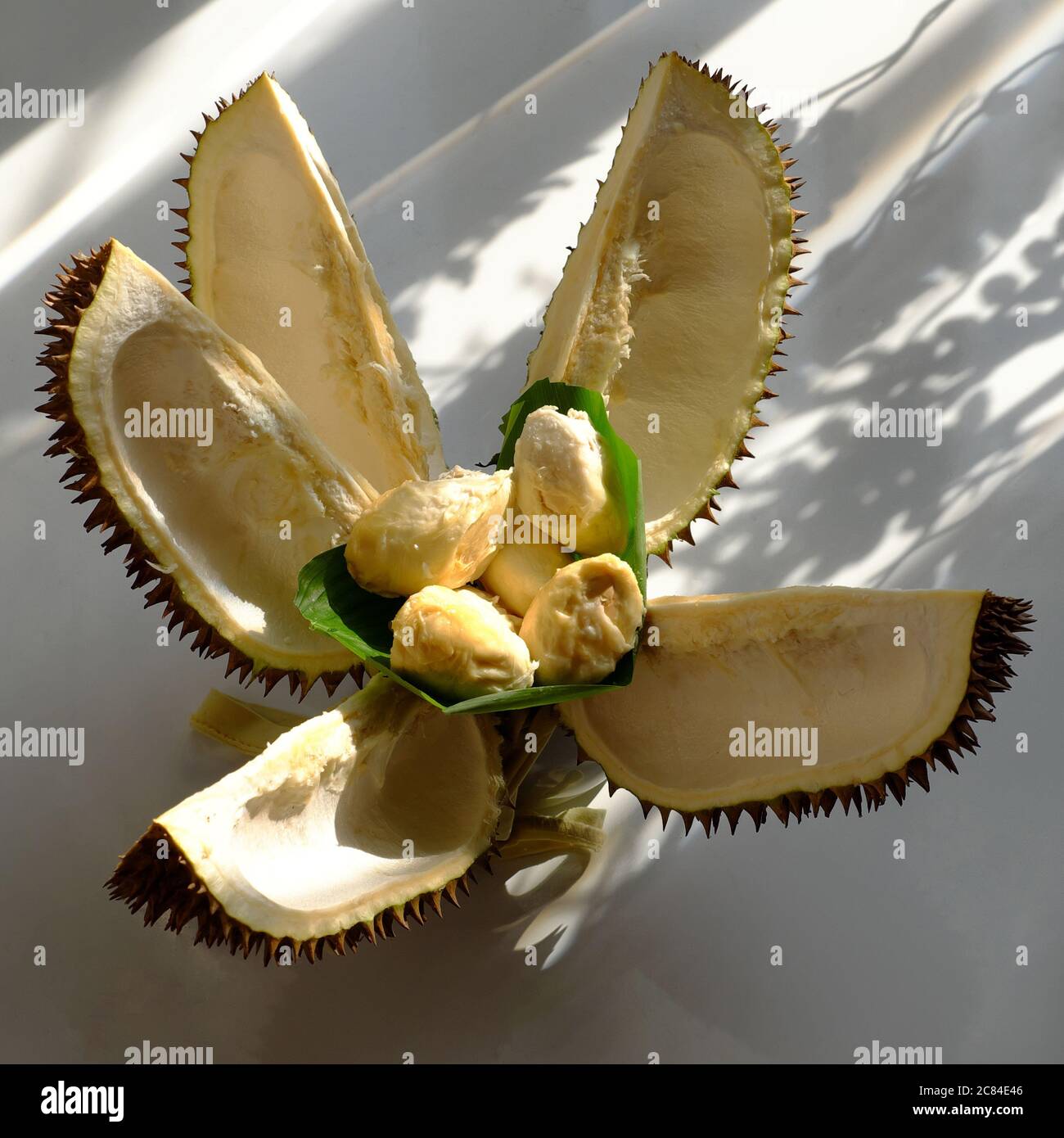 Funny idea concept, amazing food flower pot from durian fruit blooming ...