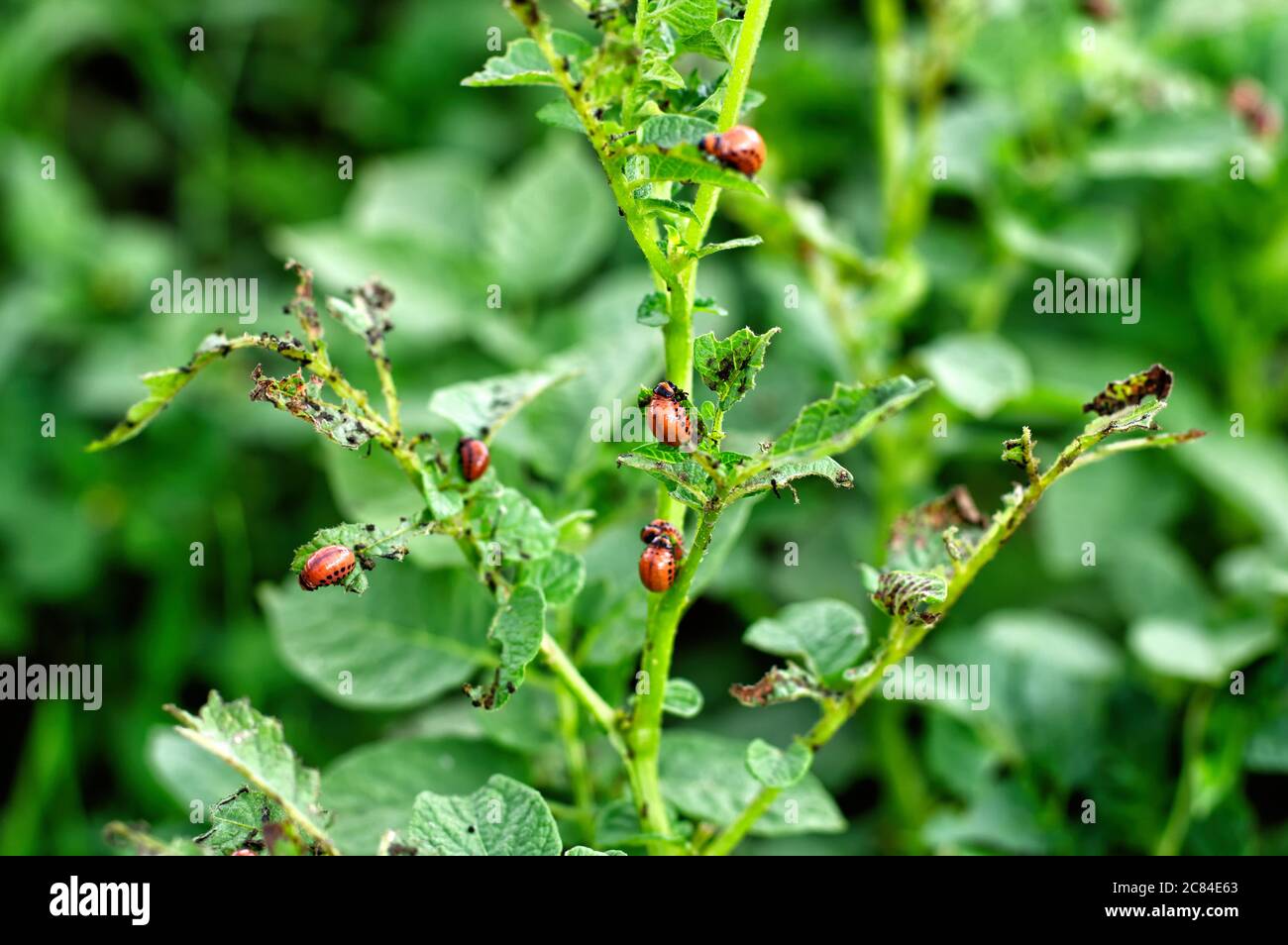 Colorado potato beetle larvae destroy potato leaves. Potato pests Stock ...
