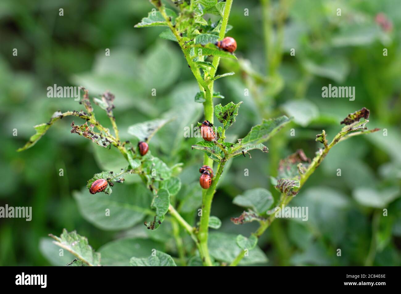 Colorado potato beetle larvae destroy potato leaves. Potato pests Stock ...