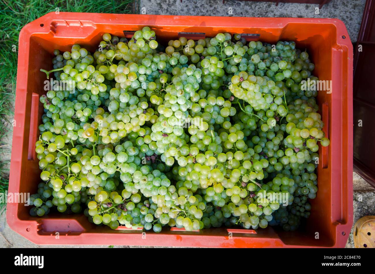 Grapes plastic box hi-res stock photography and images - Alamy