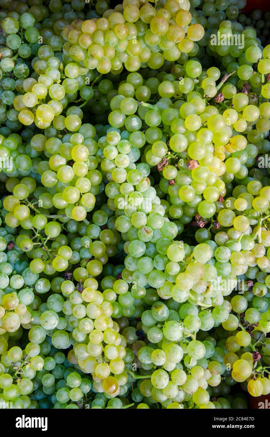 clusters of green grapes background Stock Photo - Alamy