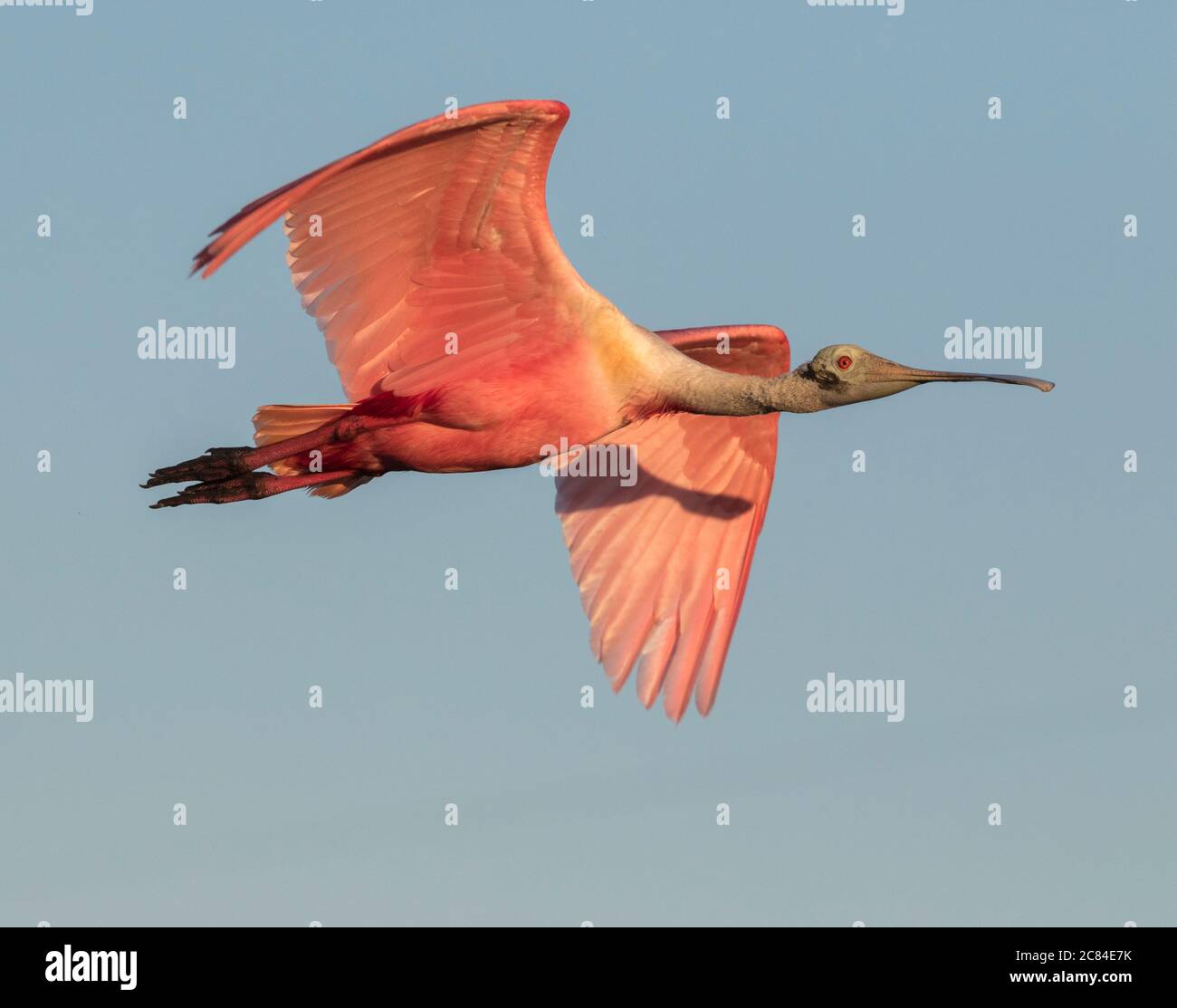 Roseate Spoonbill Flying Spread Roseate Spoonbills In The Shrimp Ponds