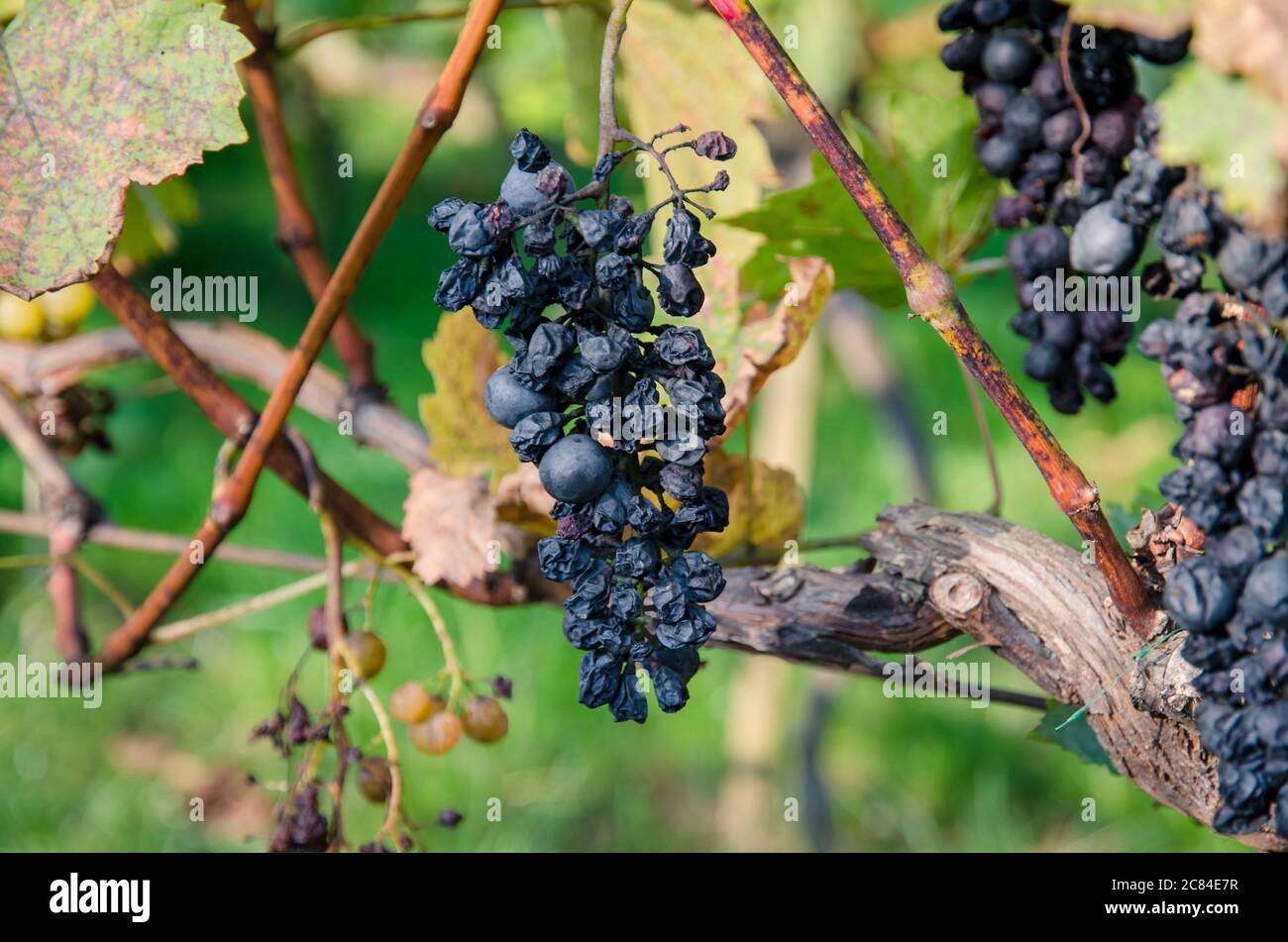 healthy, dry, ripe red grapes Stock Photo - Alamy