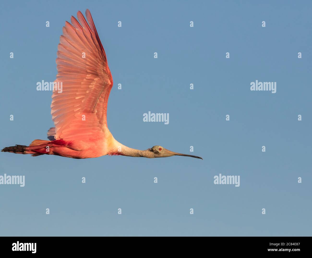 The roseate spoonbill flying in the blue sky with spread wings, Texas ...