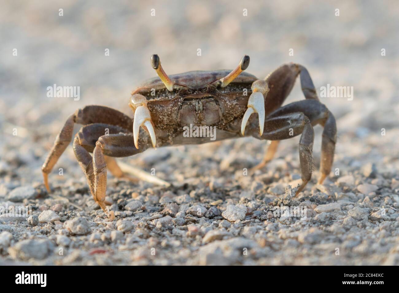 Female brackish water fiddler crab (Uca minax) in Galveston, Texas ...