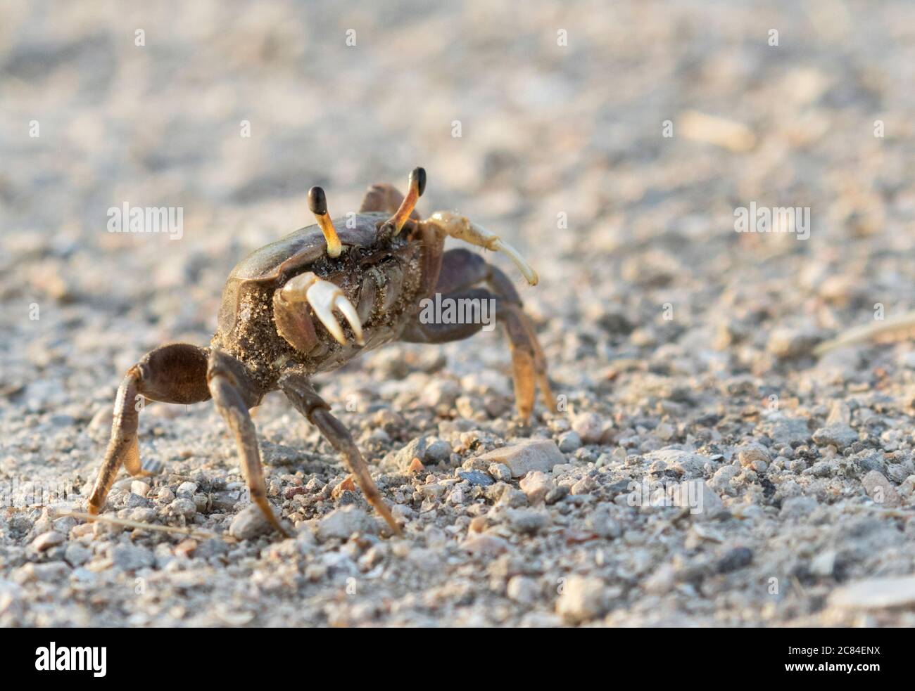 Female brackish water fiddler crab (Uca minax) in Galveston, Texas ...